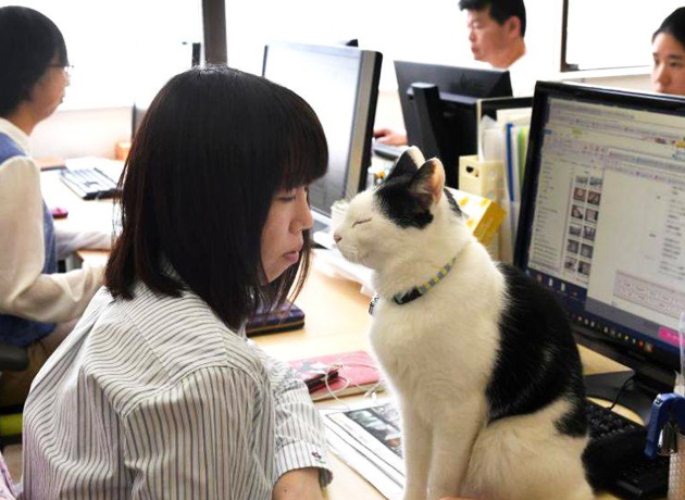 La oficina más relajada del mundo: nueve de los empleados son gatos